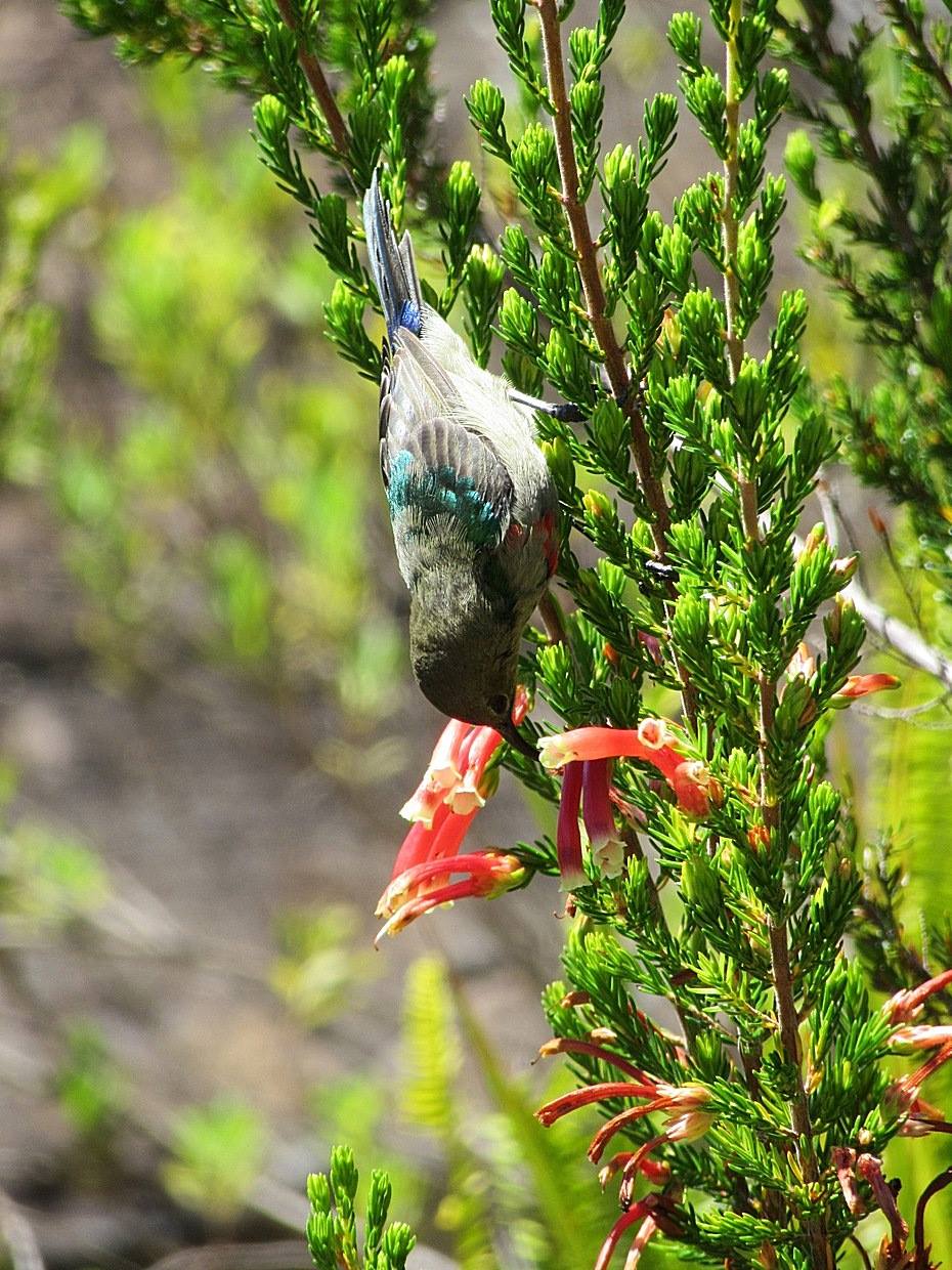 Writers on Location – Henrietta Rose-Innes on Cape Town | The Literary Sofa